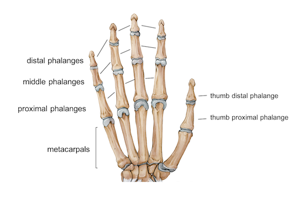 Distal Phalanx
